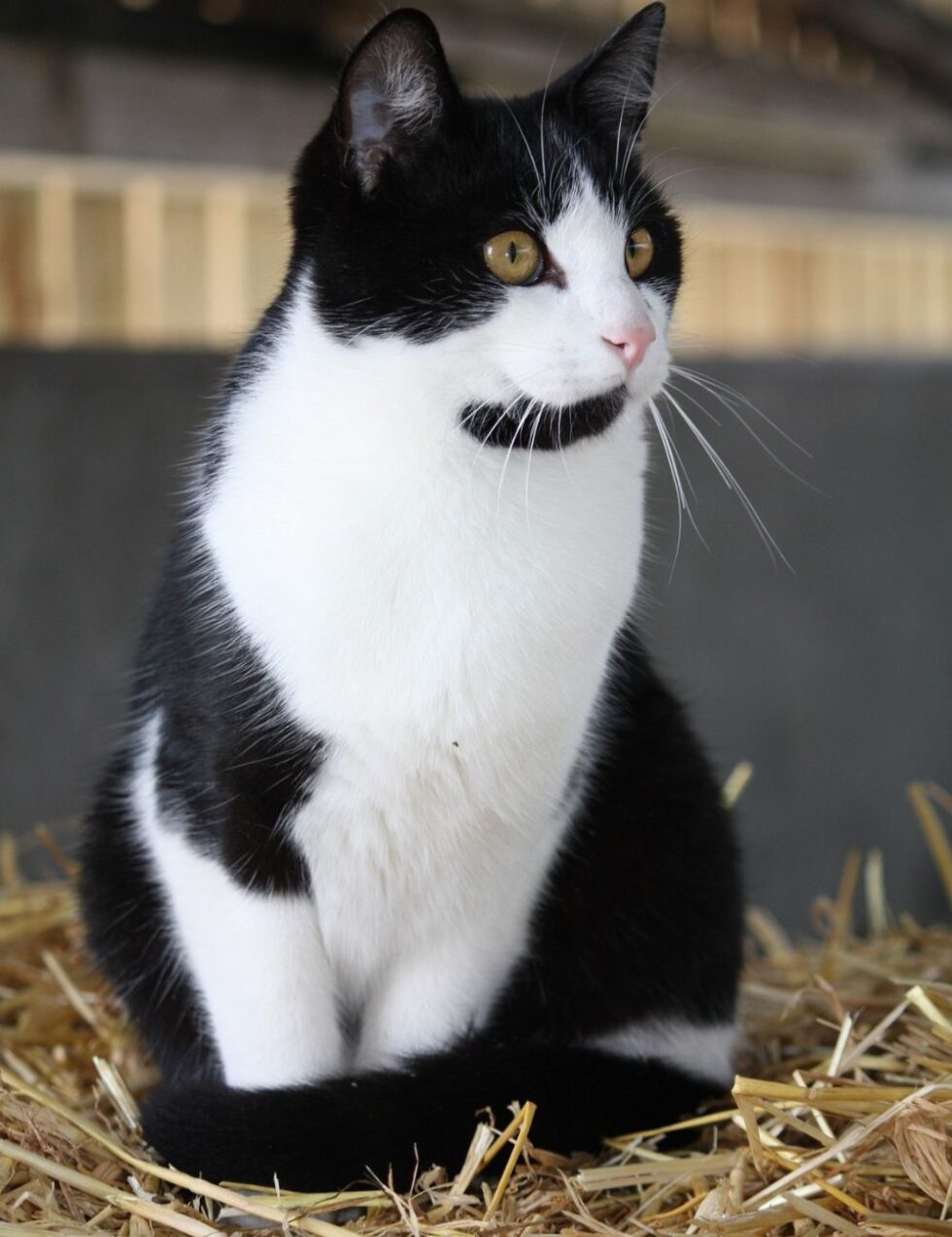 Pet Laparoscopic Spay In Las Vegas, NV | Town Center AH